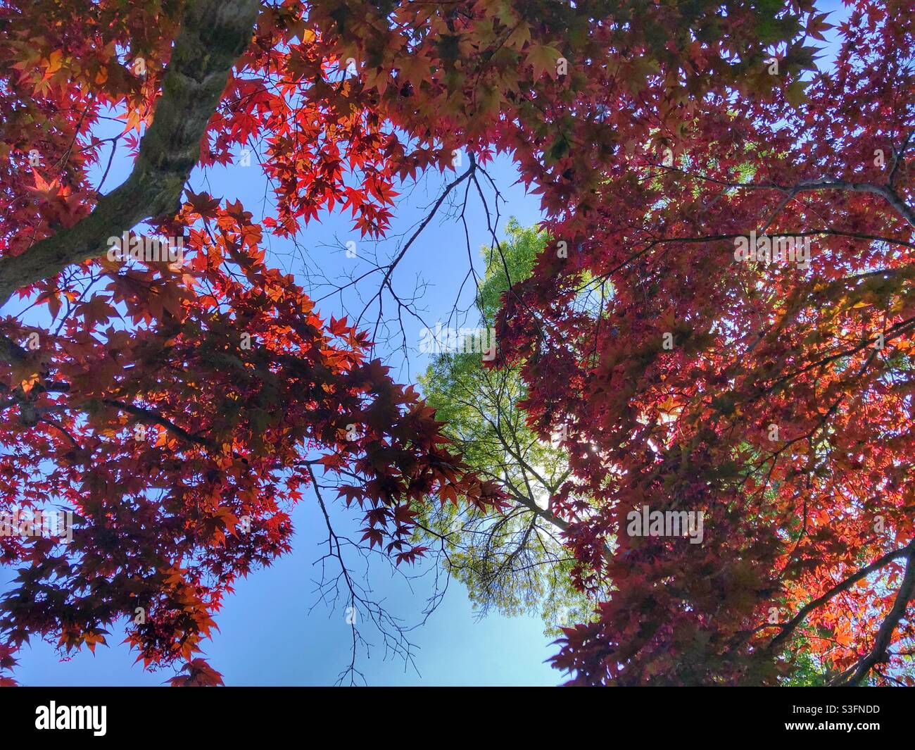 Looking up into a canopy of colourful trees Stock Photo - Alamy