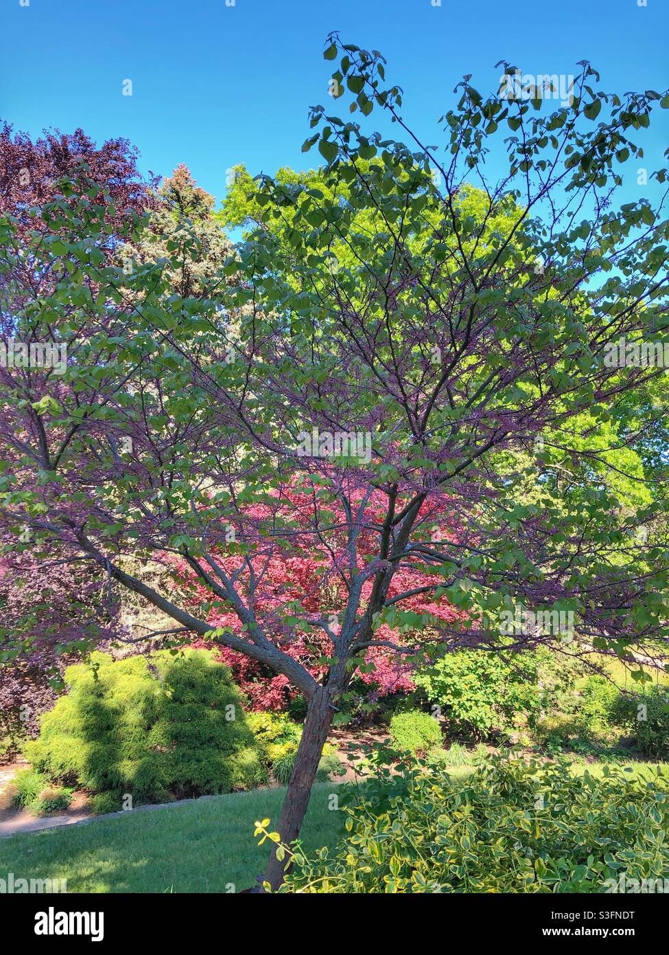 Colourful spring tree foliage against a blue sky backdrop Stock Photo ...