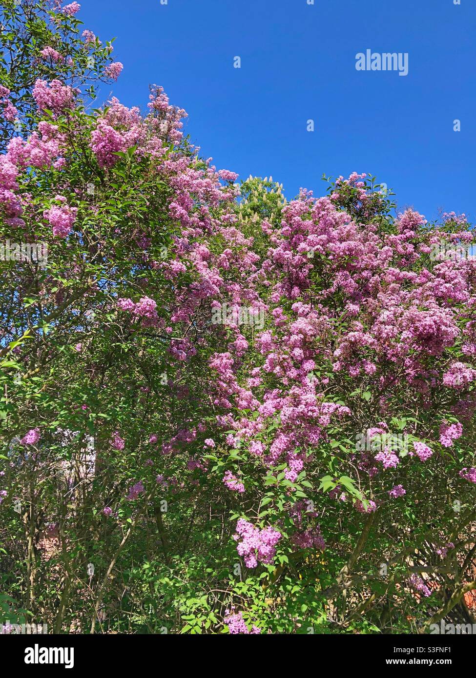 Close up of lilac trees in bloom in spring on a sunny day Stock Photo ...
