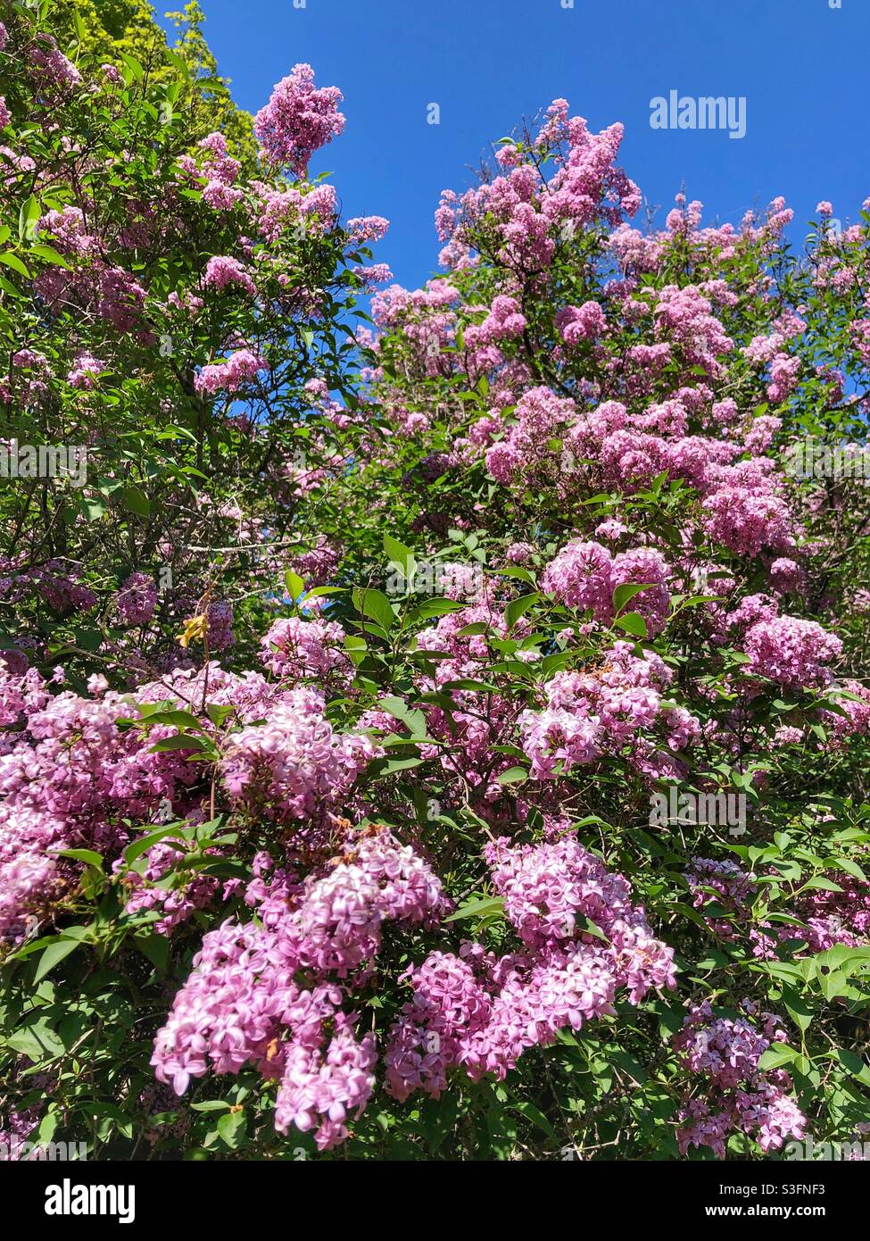 Beautiful lilac trees blooming in spring Stock Photo - Alamy