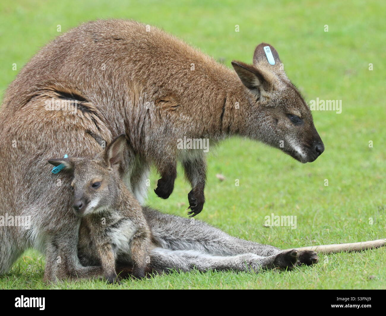 Baby kangaroo hi-res stock photography and images - Alamy