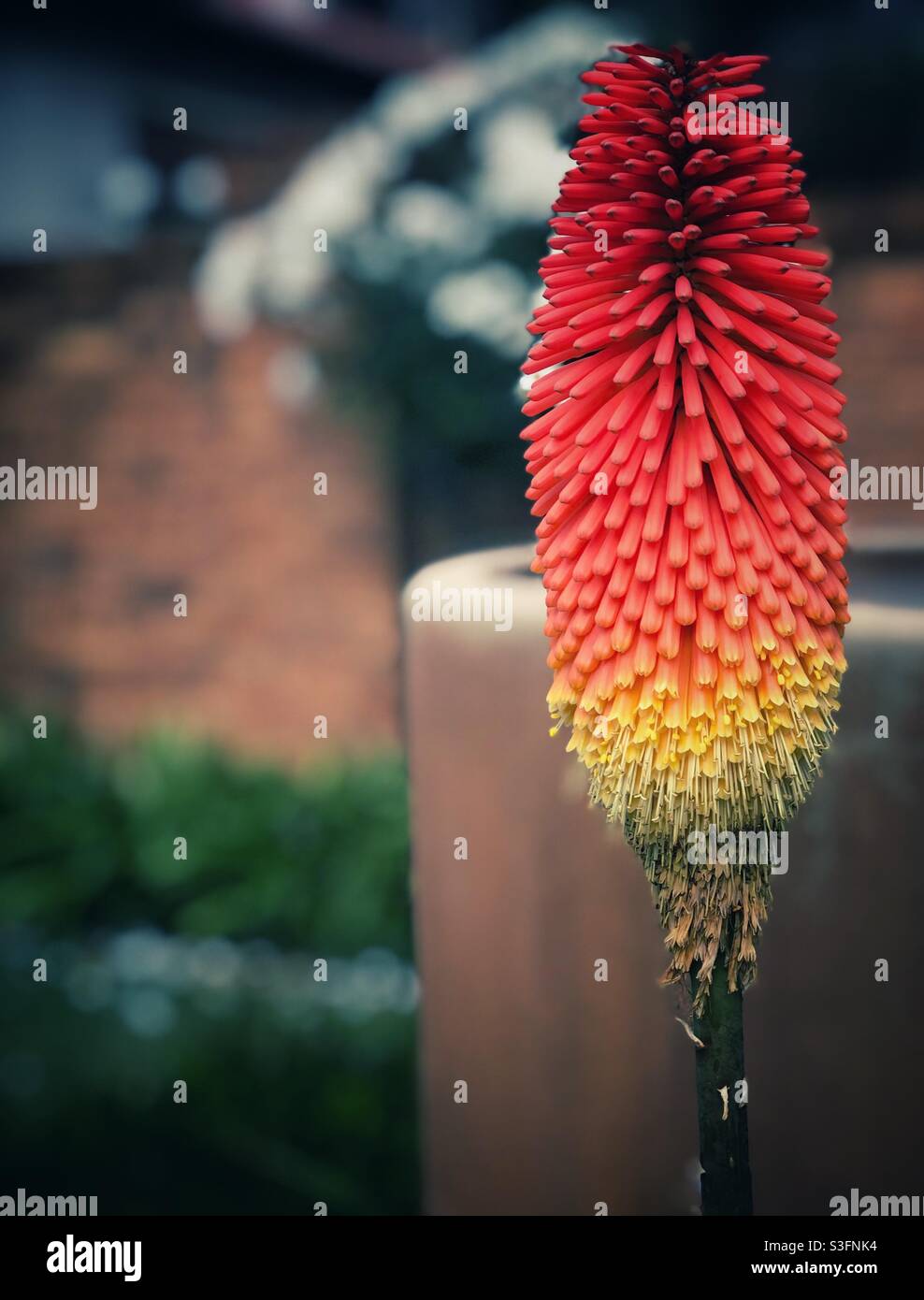 Red hot poker ‘alcazar’ hi-res stock photography and images - Alamy