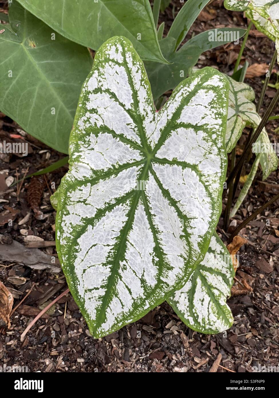 Caladium High Resolution Stock Photography and Images - Alamy