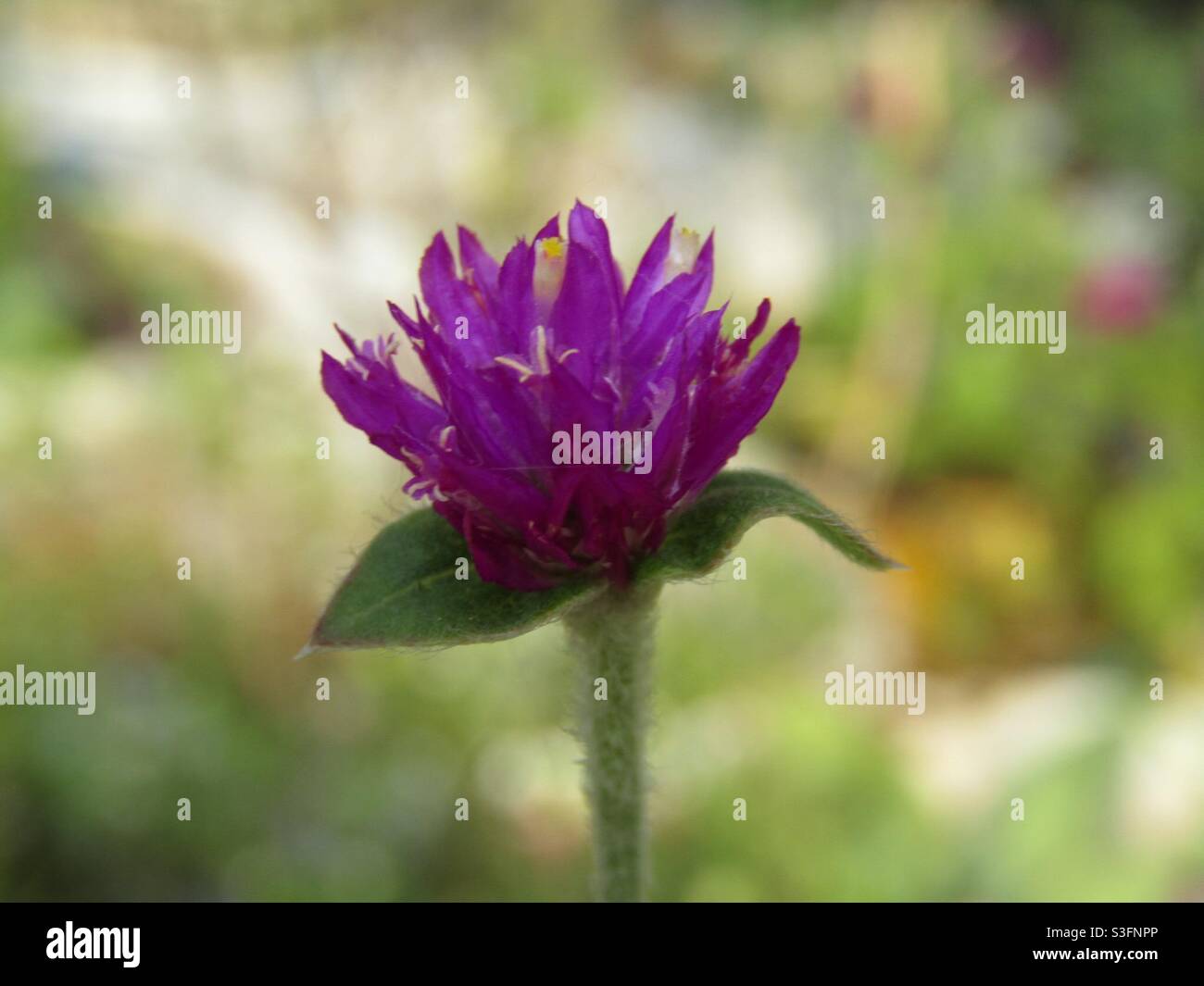 Purple stock flower hi-res stock photography and images - Alamy