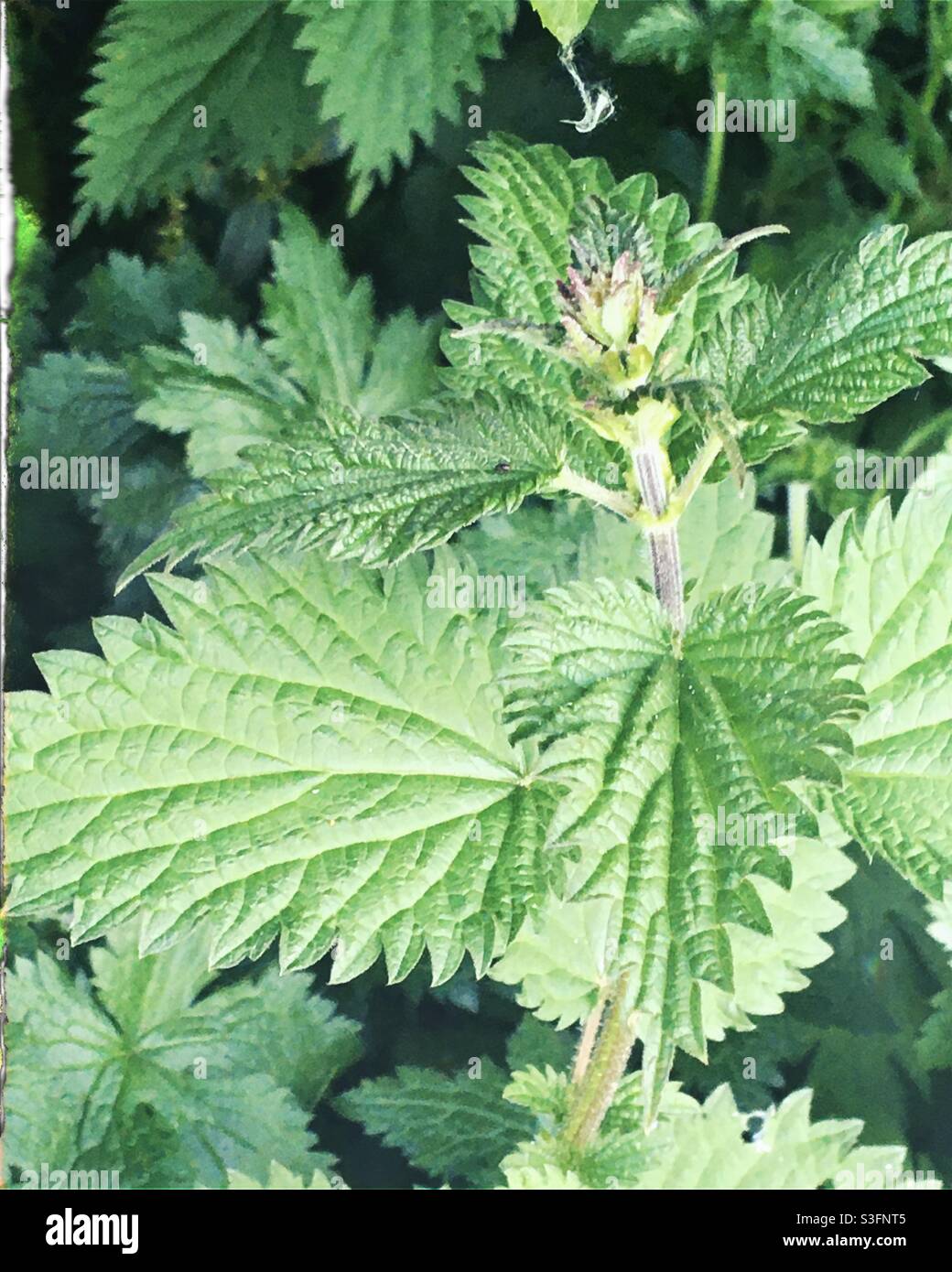 Stinging nettle plant (Urtica dioica Stock Photo - Alamy