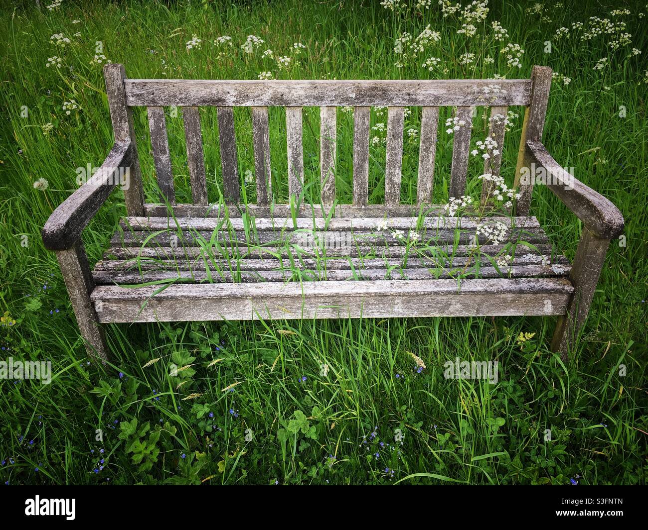 A wooden garden bench which has been overgrown by long grasses and ...