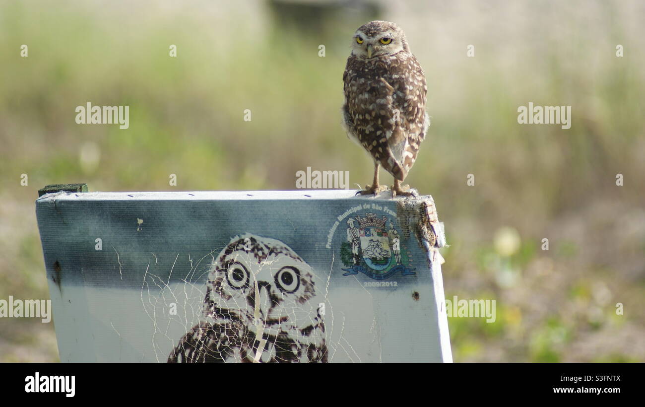 Sentinel bird hi-res stock photography and images - Alamy