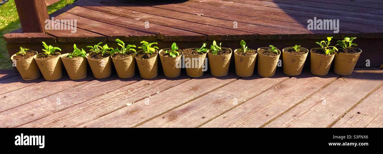 Seedlings in a row hi-res stock photography and images - Alamy