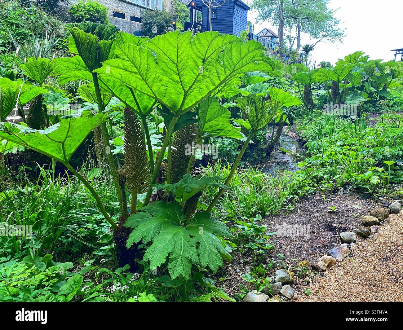 The shanklin chine Stock Photo - Alamy