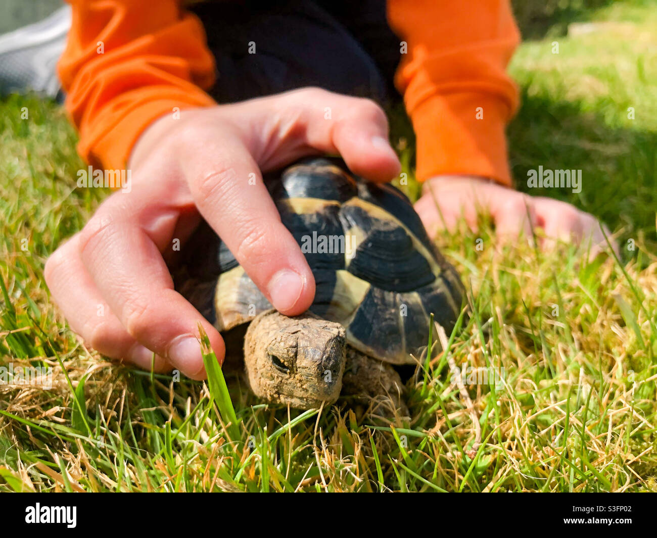 Child holding a pet tortoise Stock Photo - Alamy