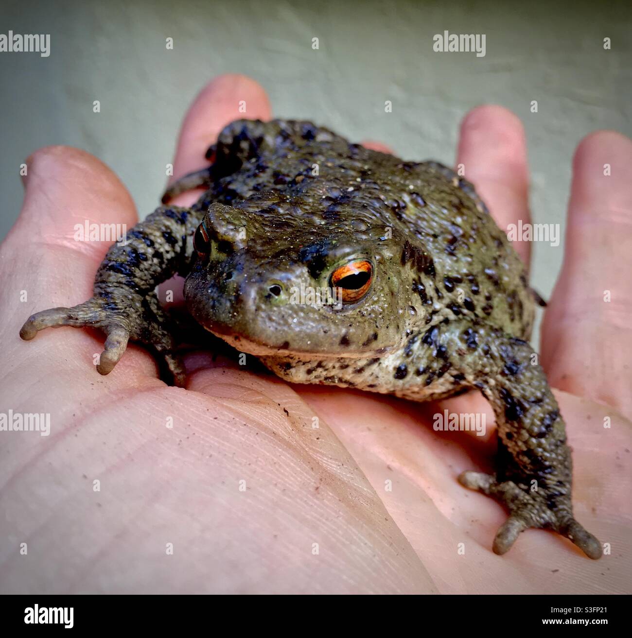Toad on Human Hand Stock Photo - Alamy