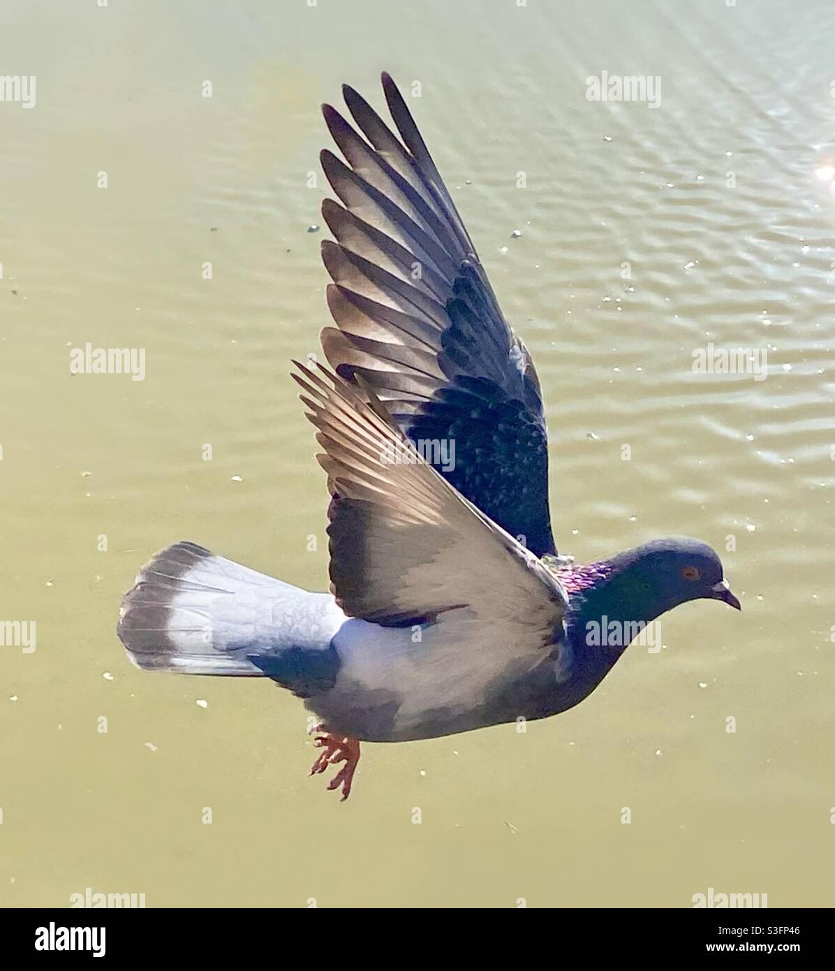 Flying pigeon hi-res stock photography and images - Alamy