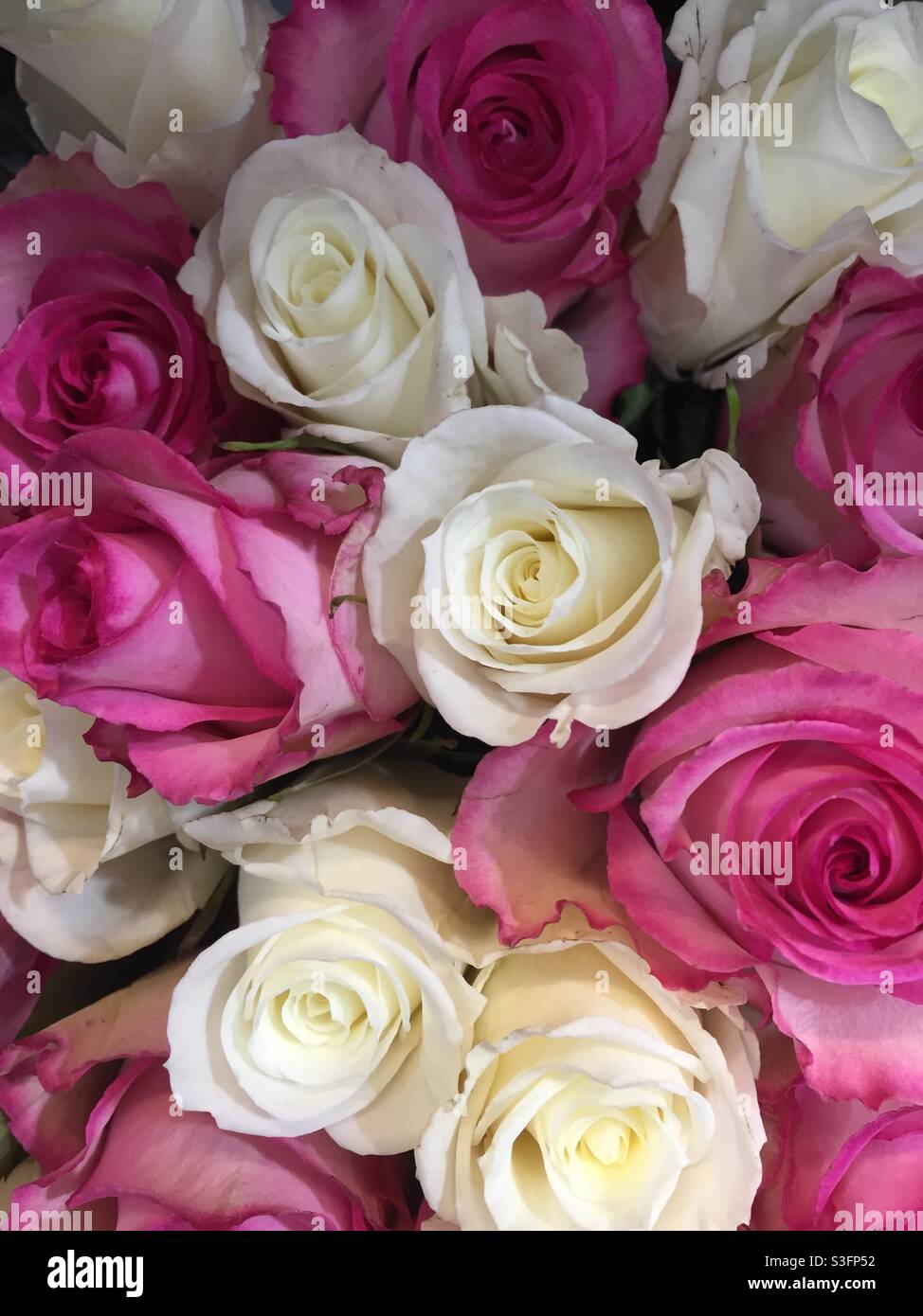 Pink White Roses High Resolution Stock Photography and Images - Alamy