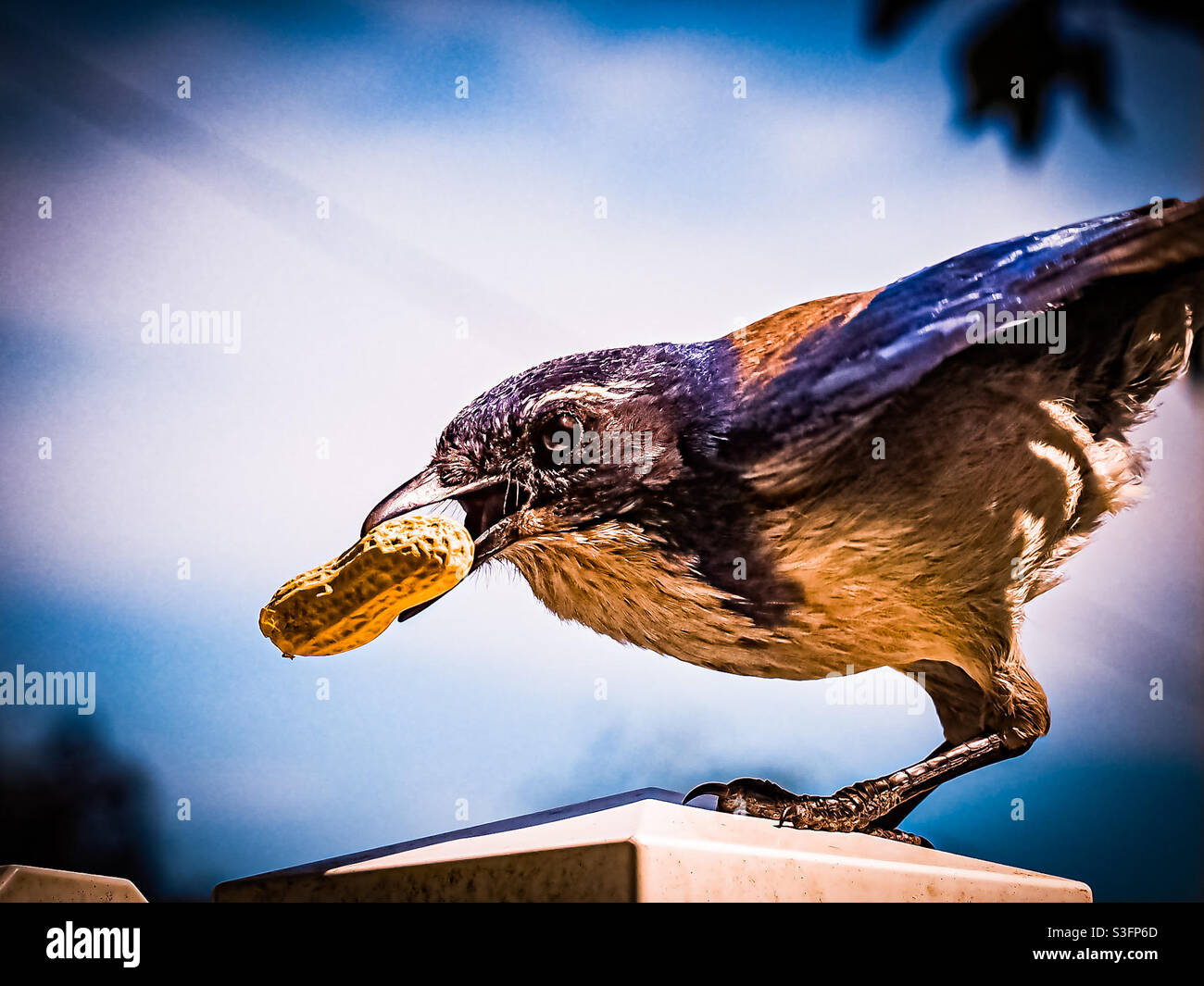 Jaybird hi-res stock photography and images - Alamy