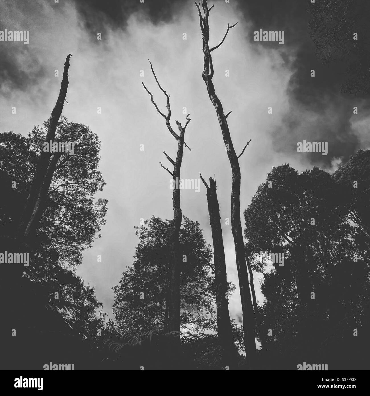 Scary dead tree hi-res stock photography and images - Alamy