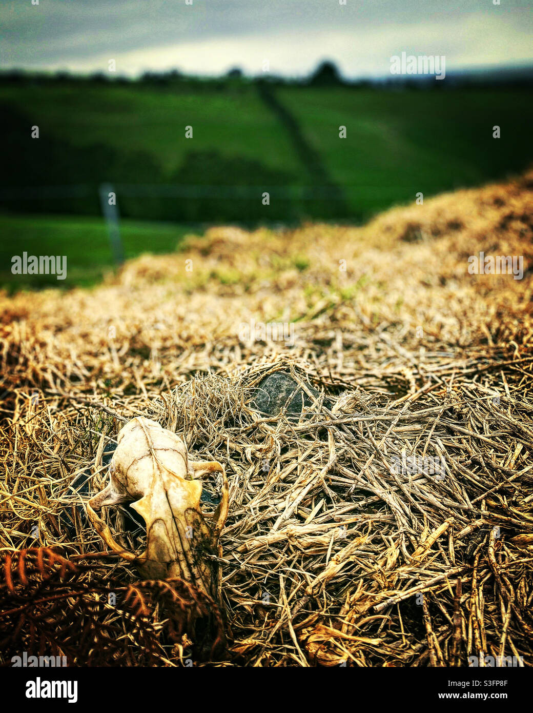 Fox bones hi-res stock photography and images - Alamy