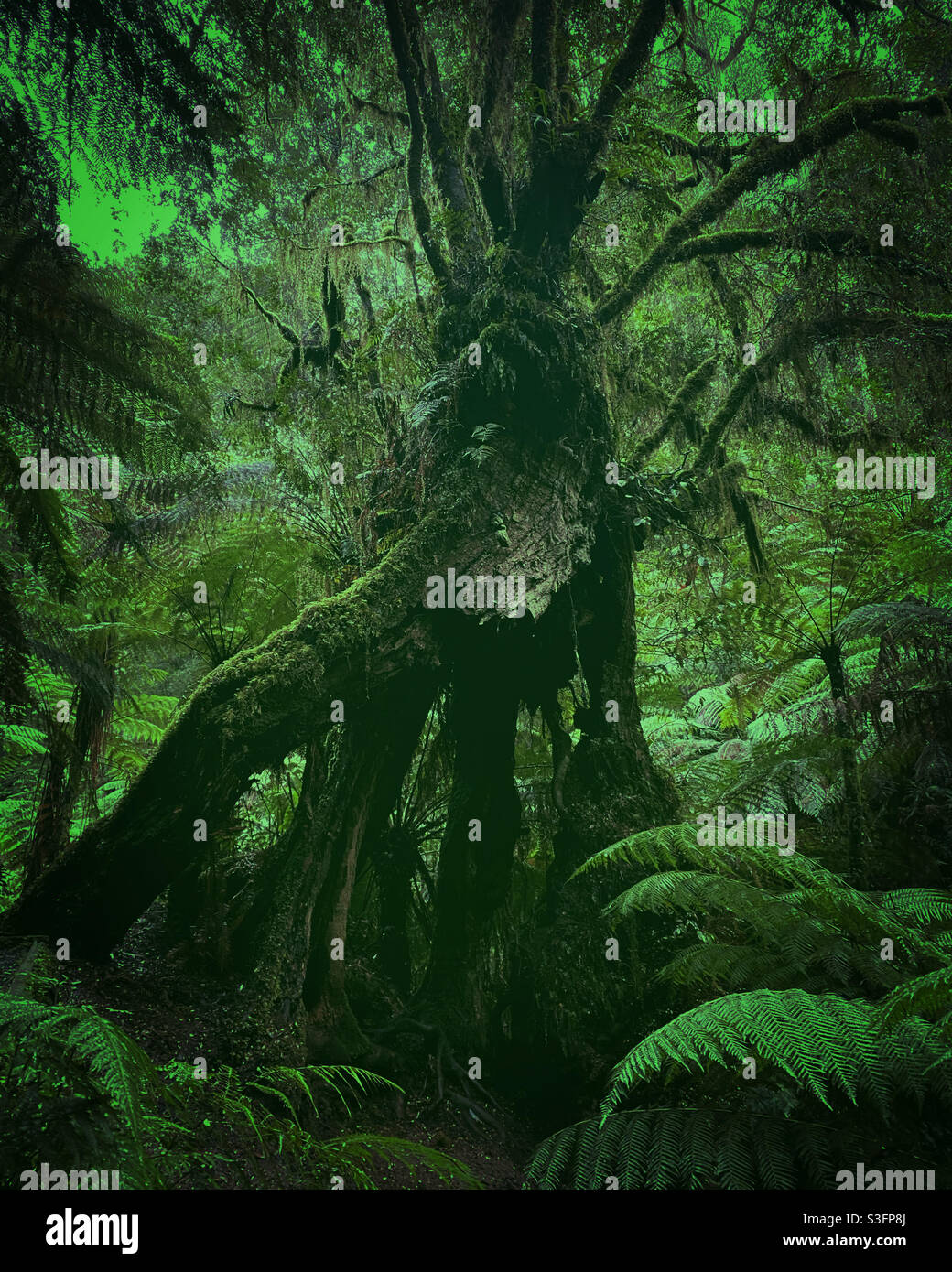 Celtic tree hi-res stock photography and images - Alamy