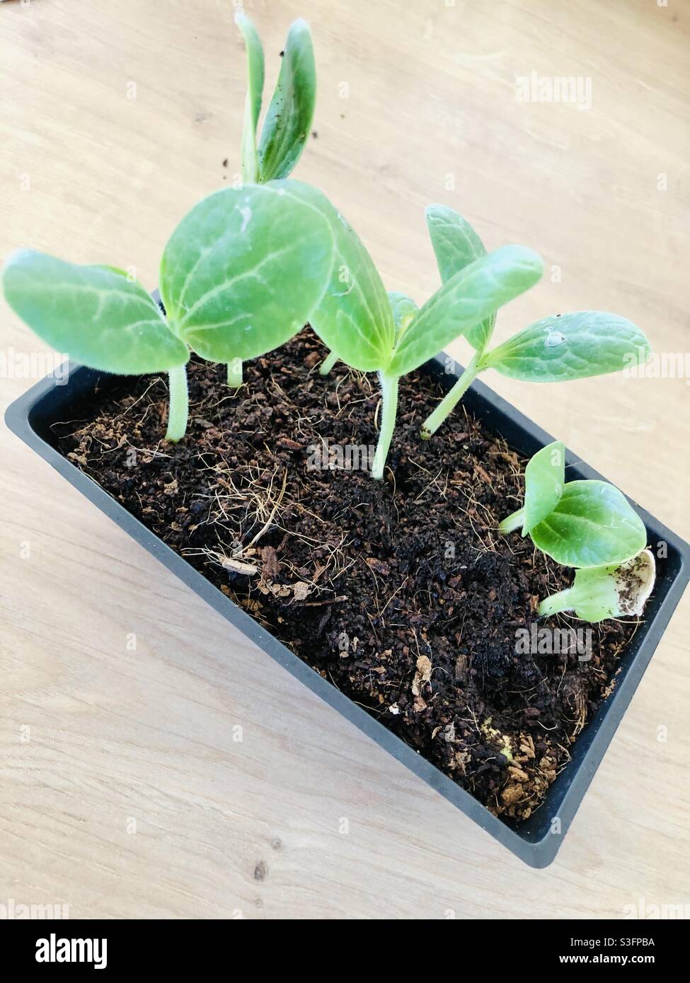 Courgette seedlings hi-res stock photography and images - Alamy