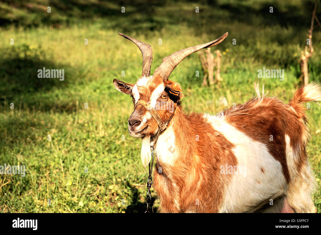 Red goat hi-res stock photography and images - Alamy