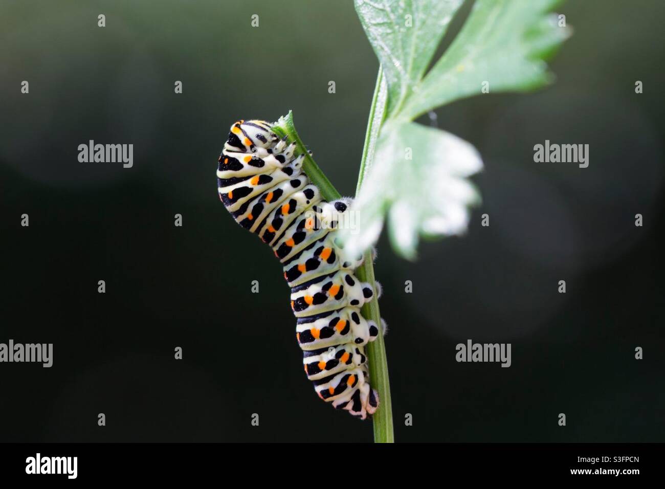 Bruco hi-res stock photography and images - Alamy