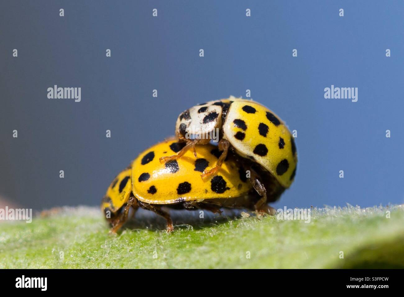 Coccinelle hi-res stock photography and images - Alamy