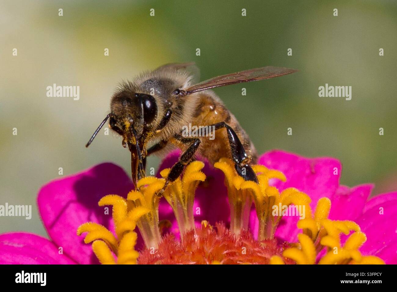 Impollinatori hi-res stock photography and images - Alamy