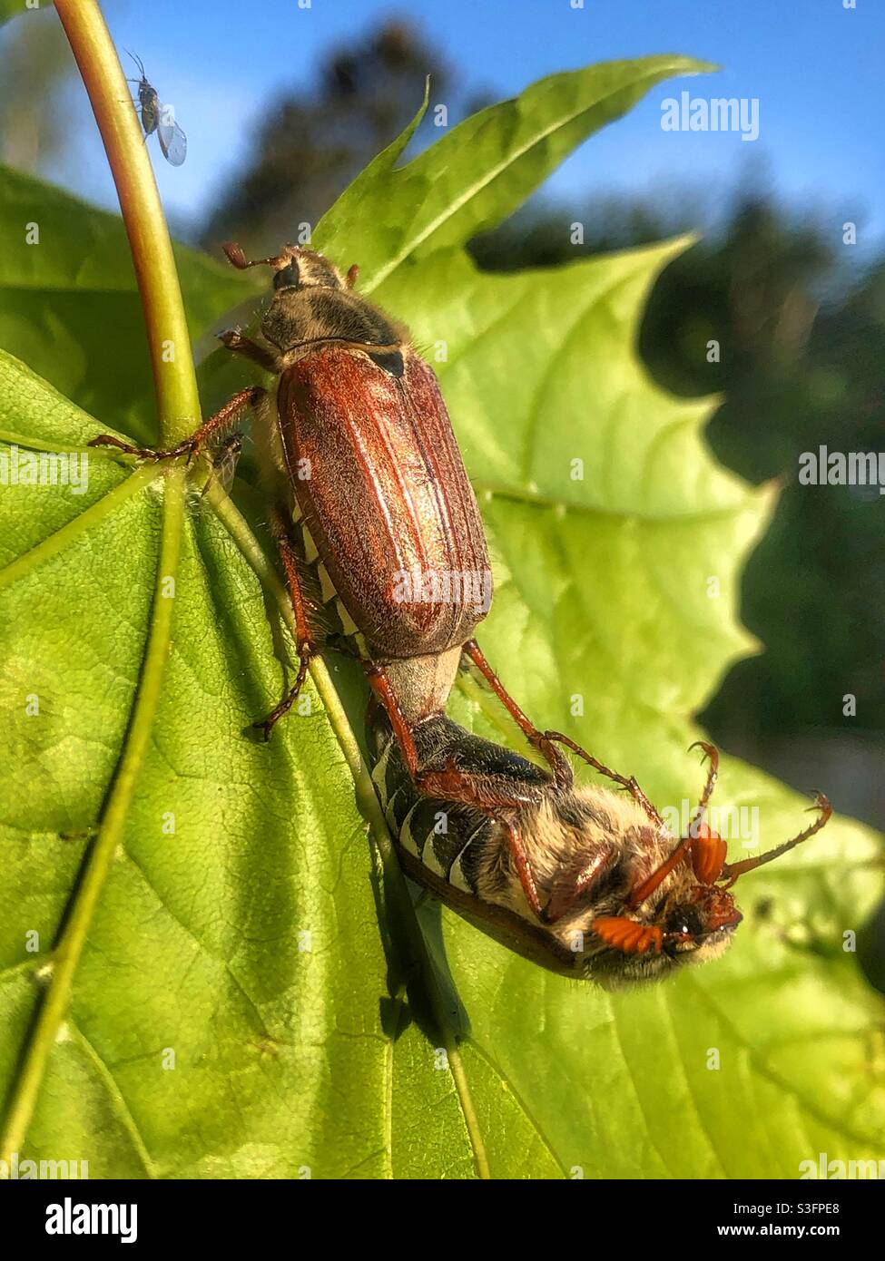 Cockchafer beetles hi-res stock photography and images - Alamy
