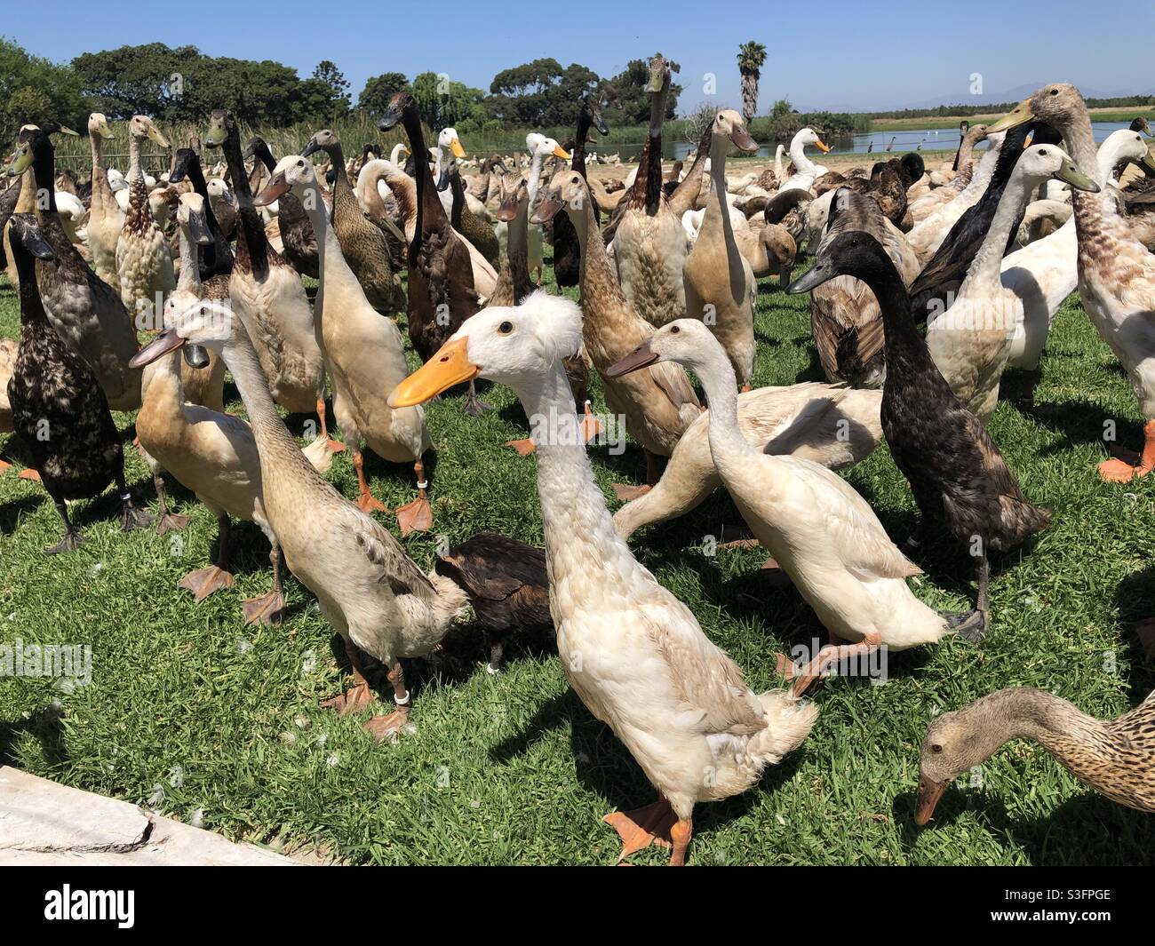 Running ducks hi-res stock photography and images - Alamy