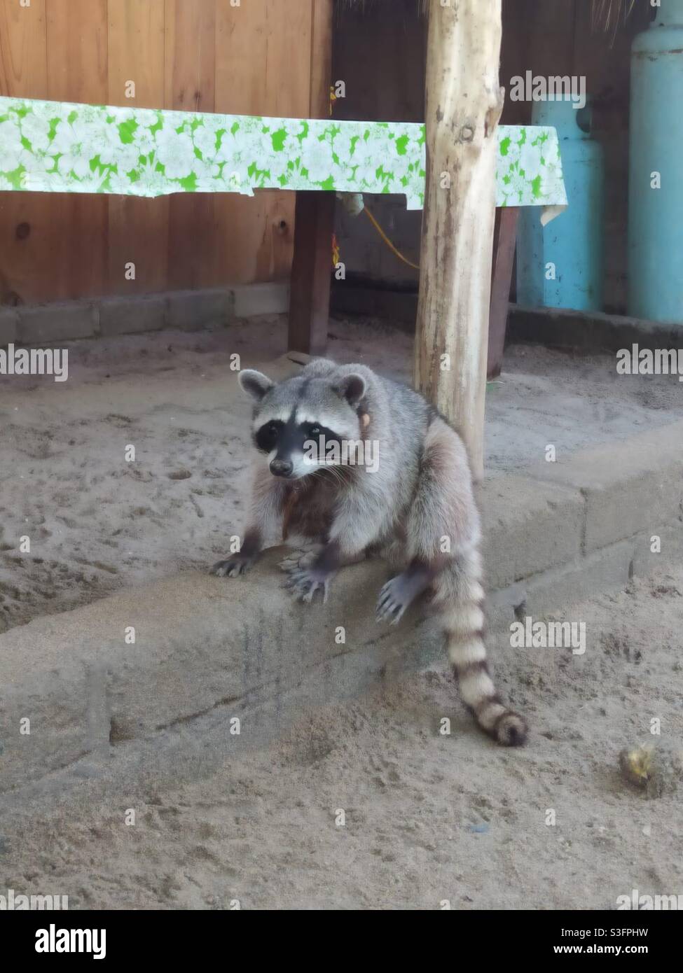 Mexican raccoon hi-res stock photography and images - Alamy