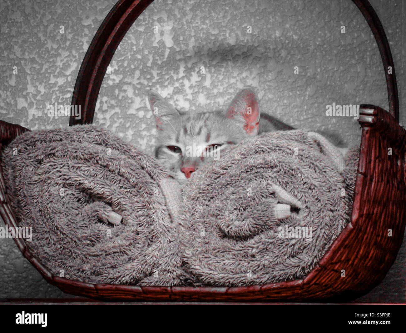 Cat spa hi-res stock photography and images - Alamy