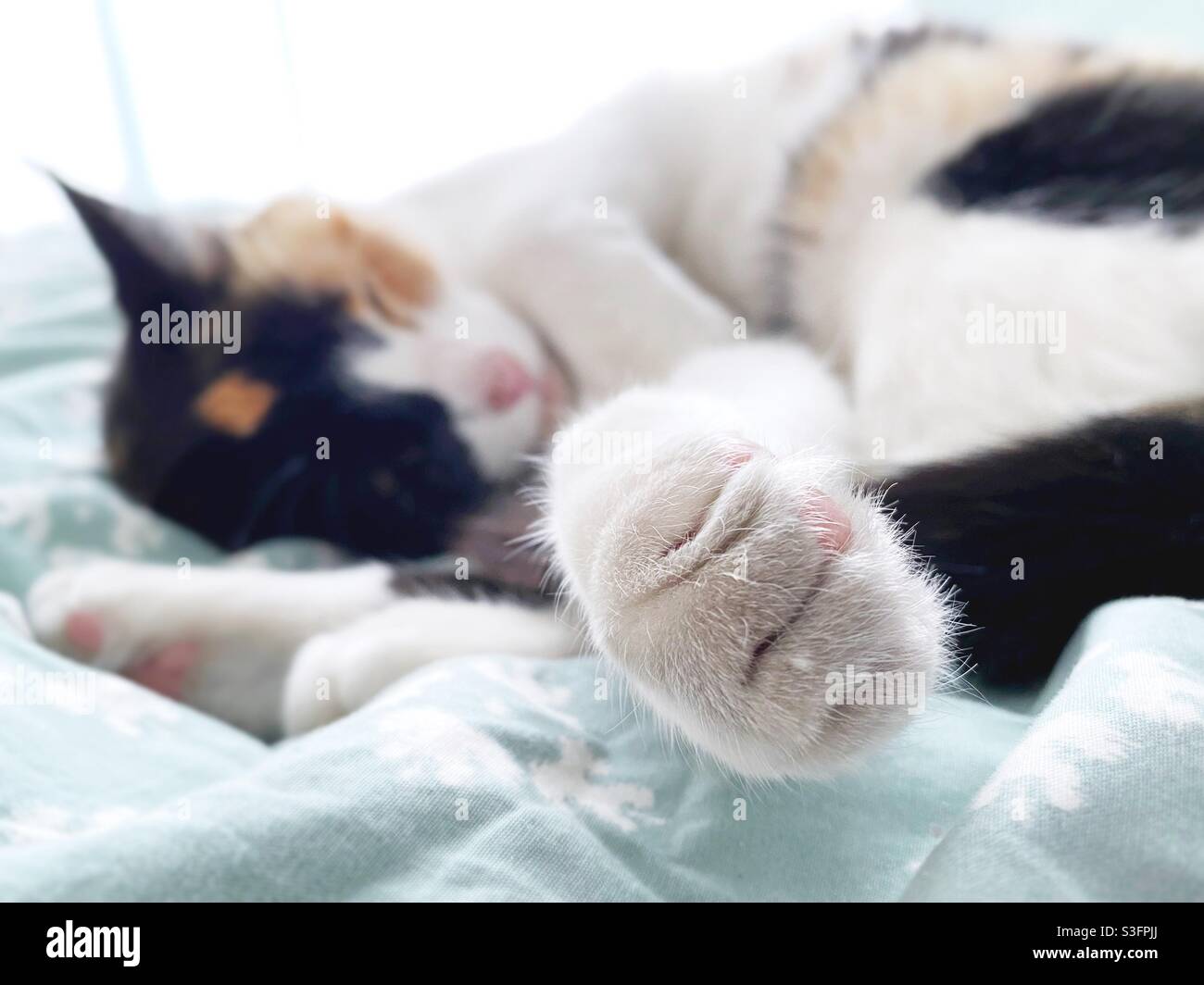 Paw outstretched hi-res stock photography and images - Alamy