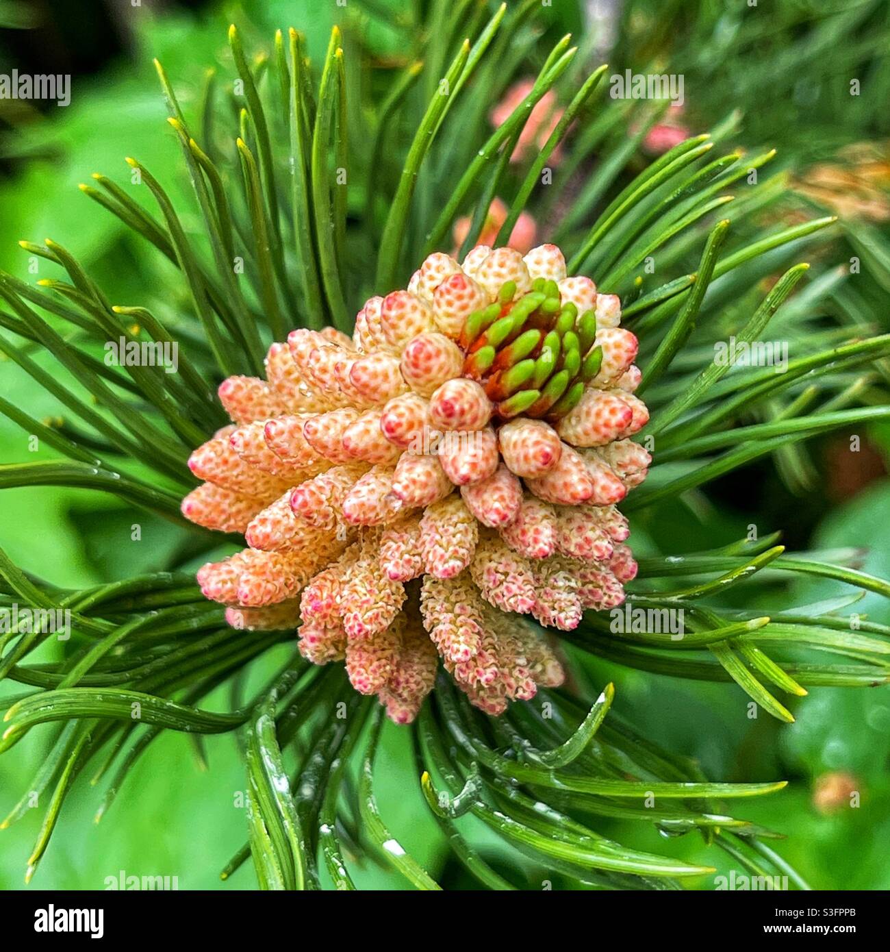Close up photo of a tree Stock Photo - Alamy