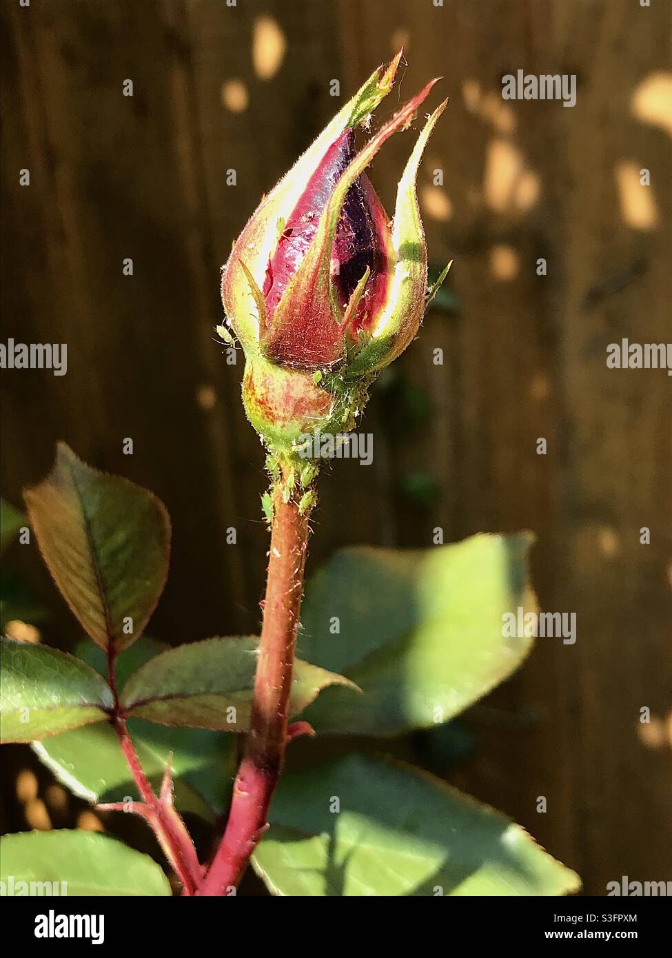 Greenfly rose hi-res stock photography and images - Alamy