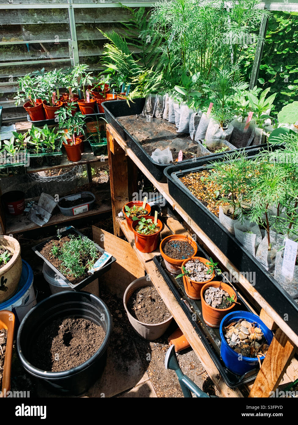 Inside of a greenhouse spring Stock Photo - Alamy