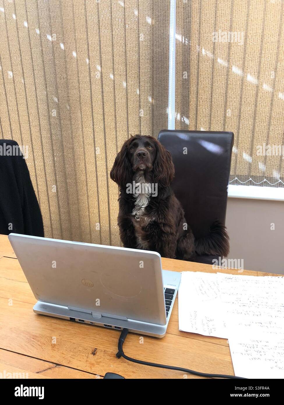 Working cocker spaniel at home hi-res stock photography and images - Alamy