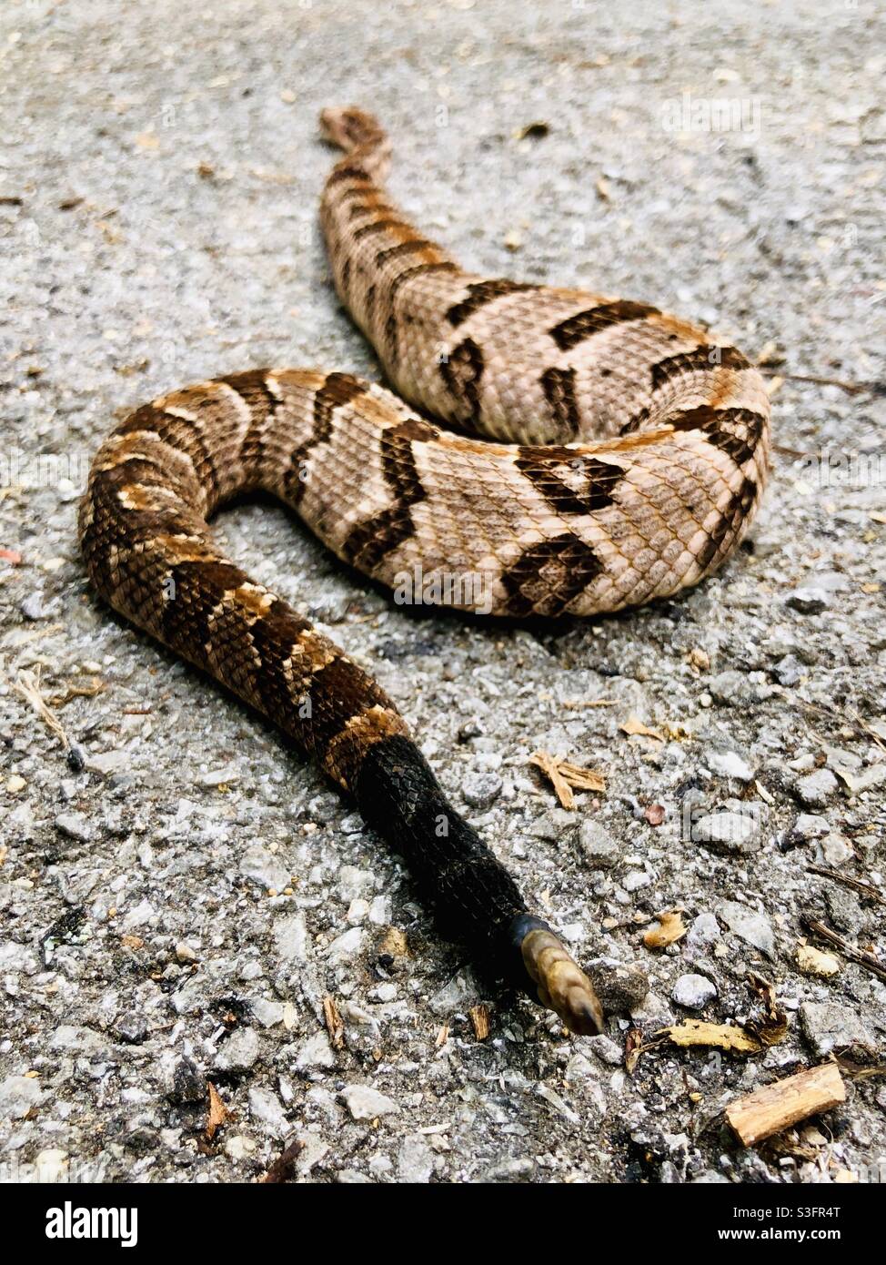 Timber rattler hi-res stock photography and images - Alamy