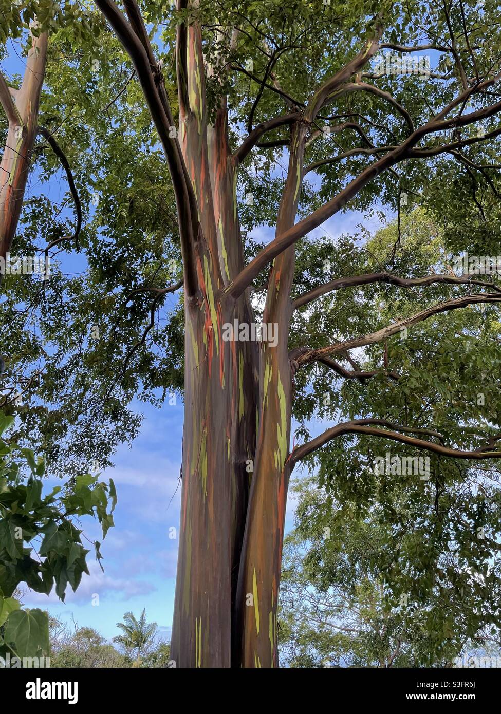 Mahogany tree hi-res stock photography and images - Alamy