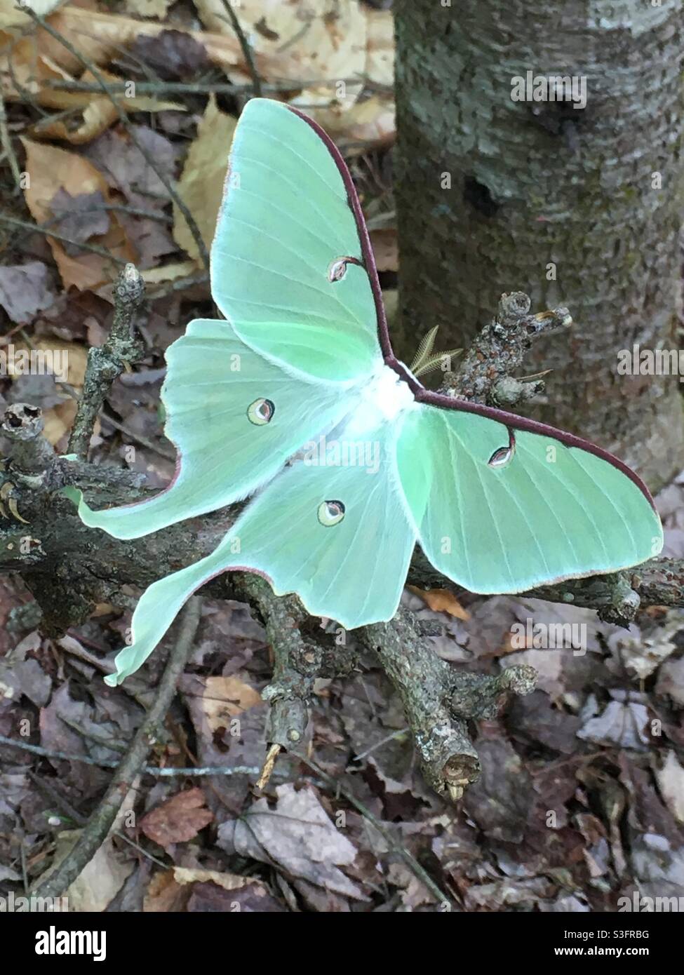 Moth at their natural habitat hi-res stock photography and images - Alamy