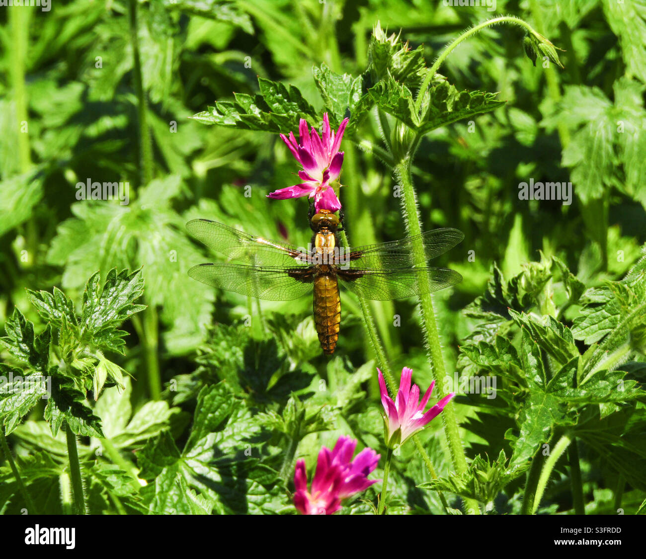 Dragonfly insect green leaves nature hi-res stock photography and ...