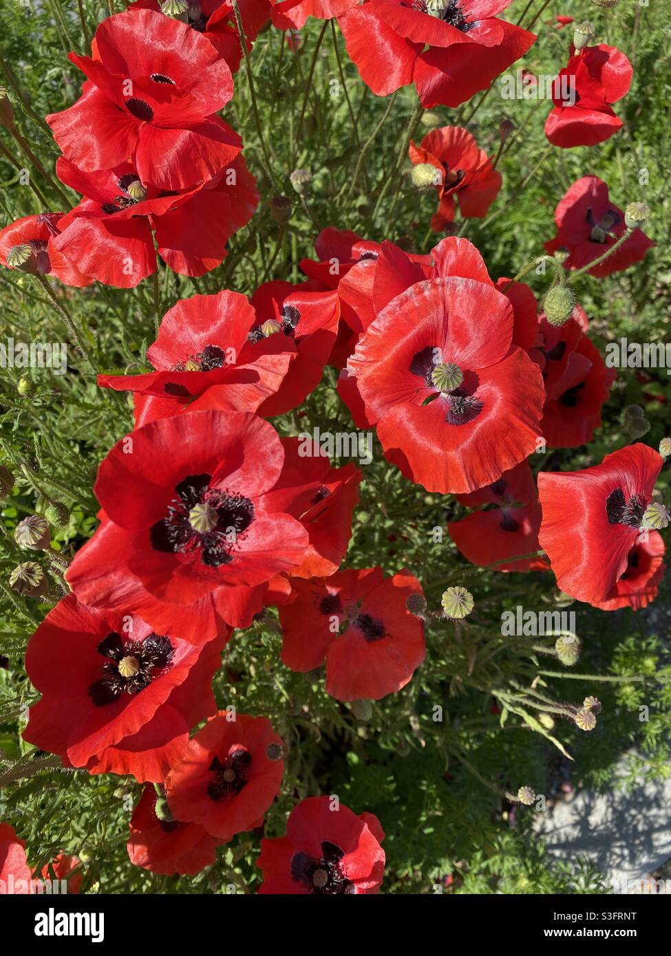Poppie hi-res stock photography and images - Alamy