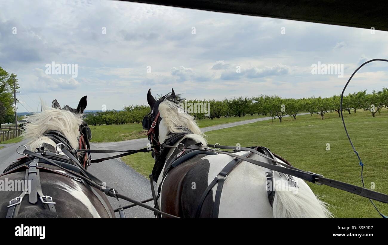 Amish horse horses buggy hi-res stock photography and images - Alamy