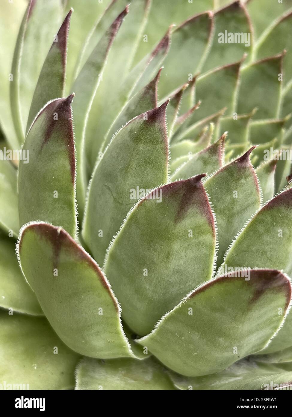 Human hens hi-res stock photography and images - Alamy