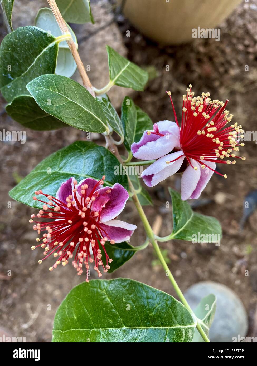 Pink with red hi-res stock photography and images - Alamy