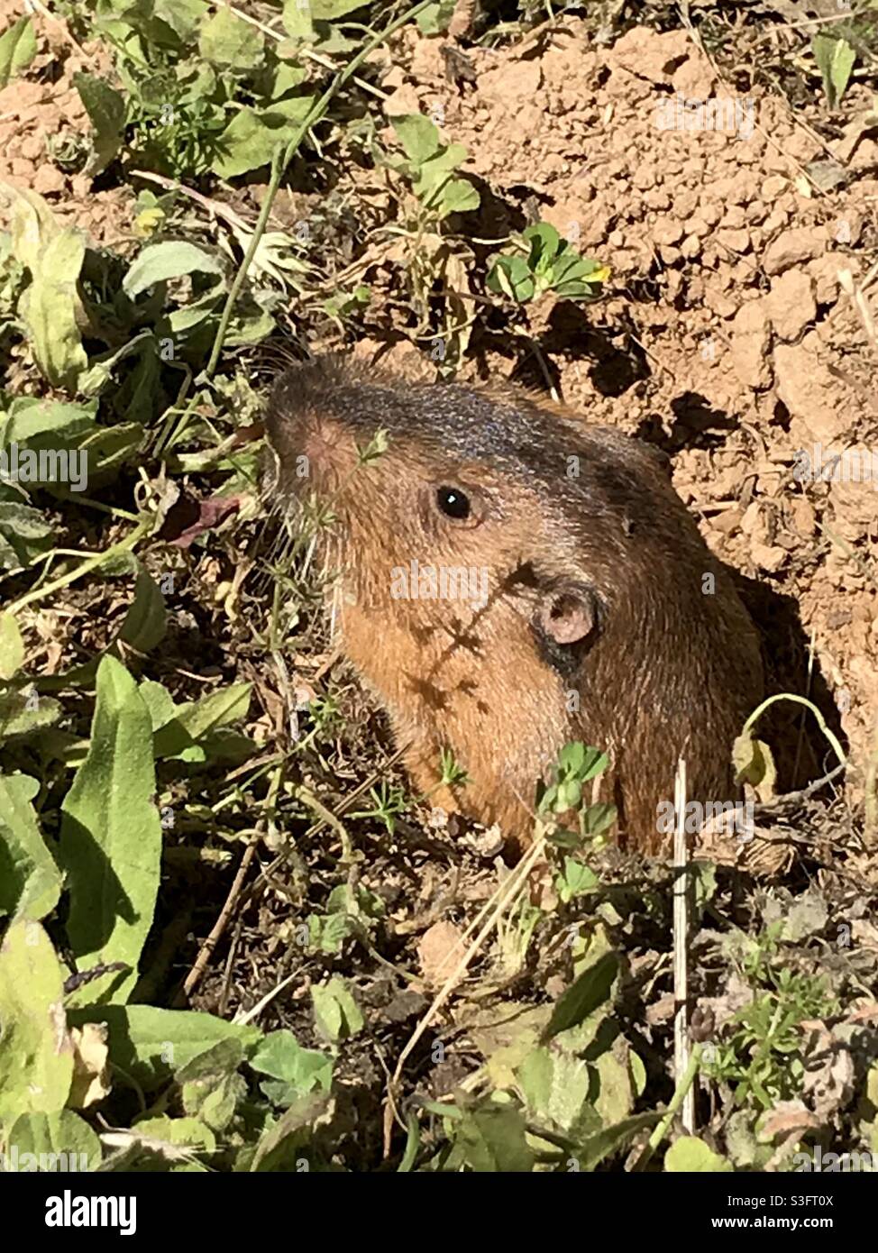 Gopher Rodent High Resolution Stock Photography and Images - Alamy