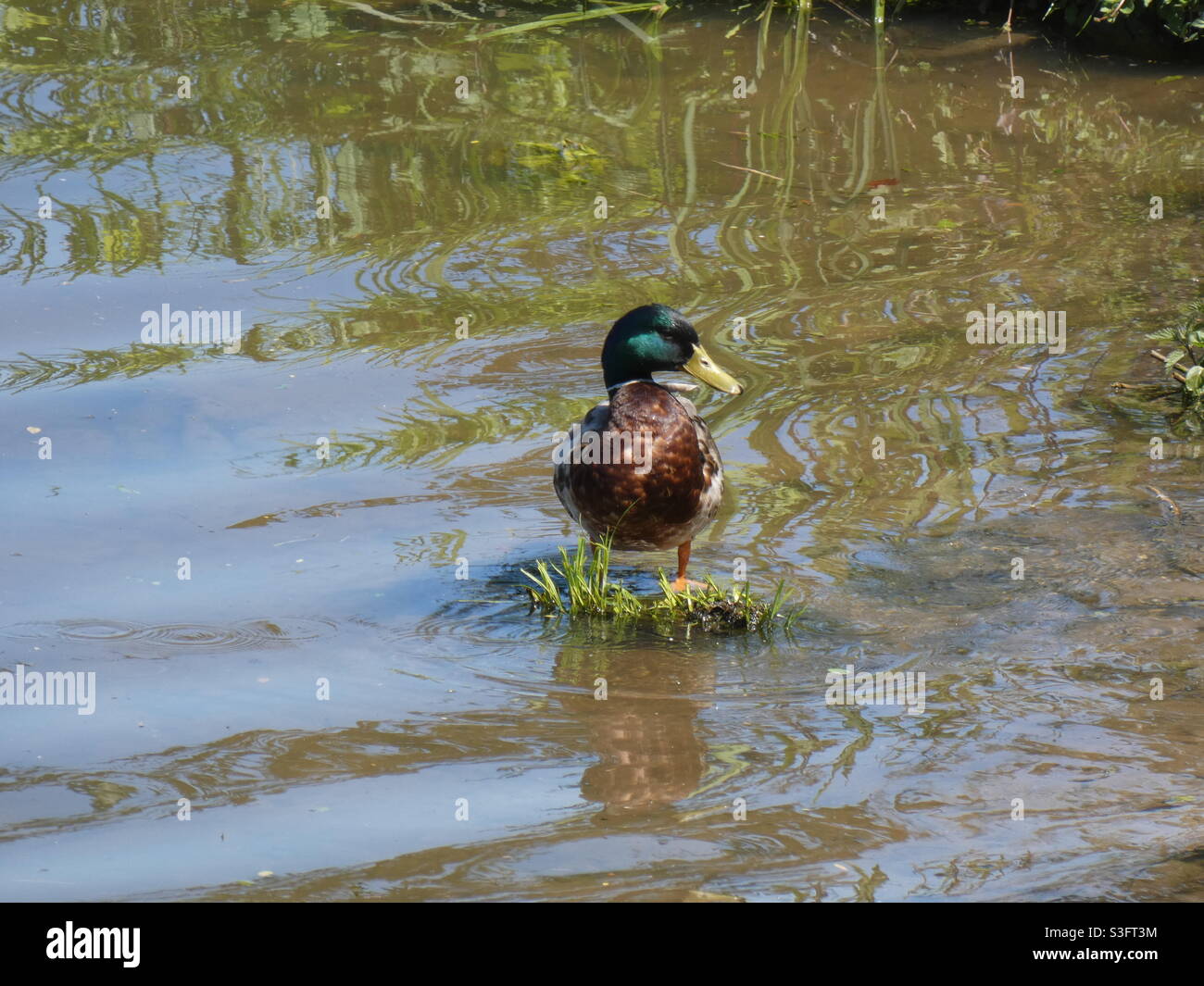 A Drake standing in the Water Stock Photo - Alamy