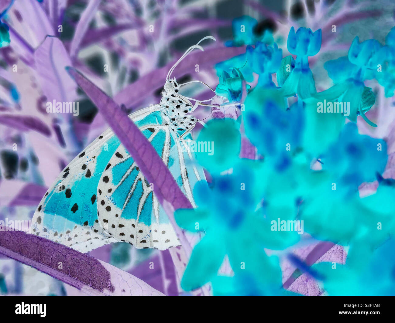 Inverted photo of a butterfly on a milkweed plant Stock Photo - Alamy