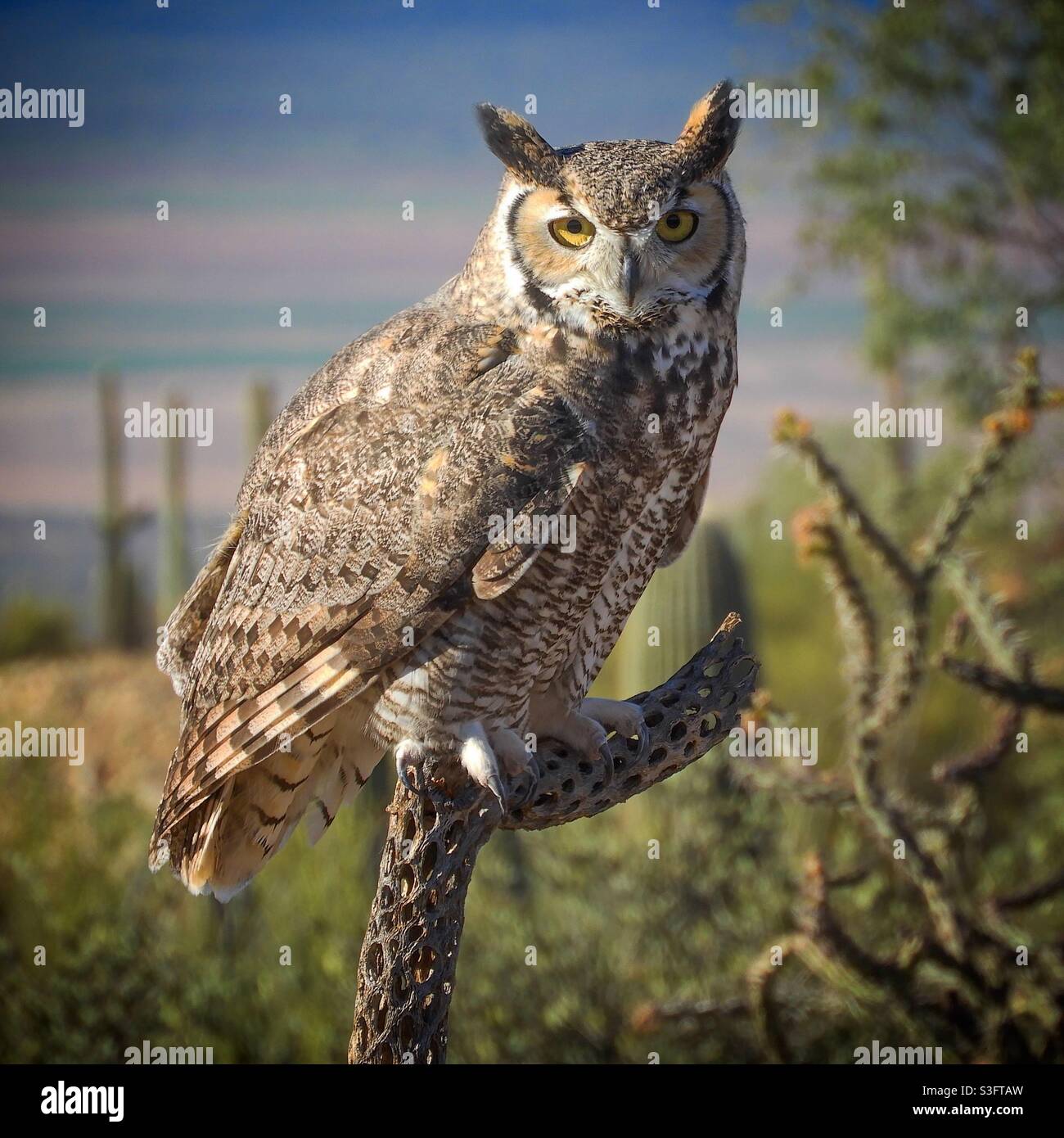 Cactus desert owl hi-res stock photography and images - Alamy
