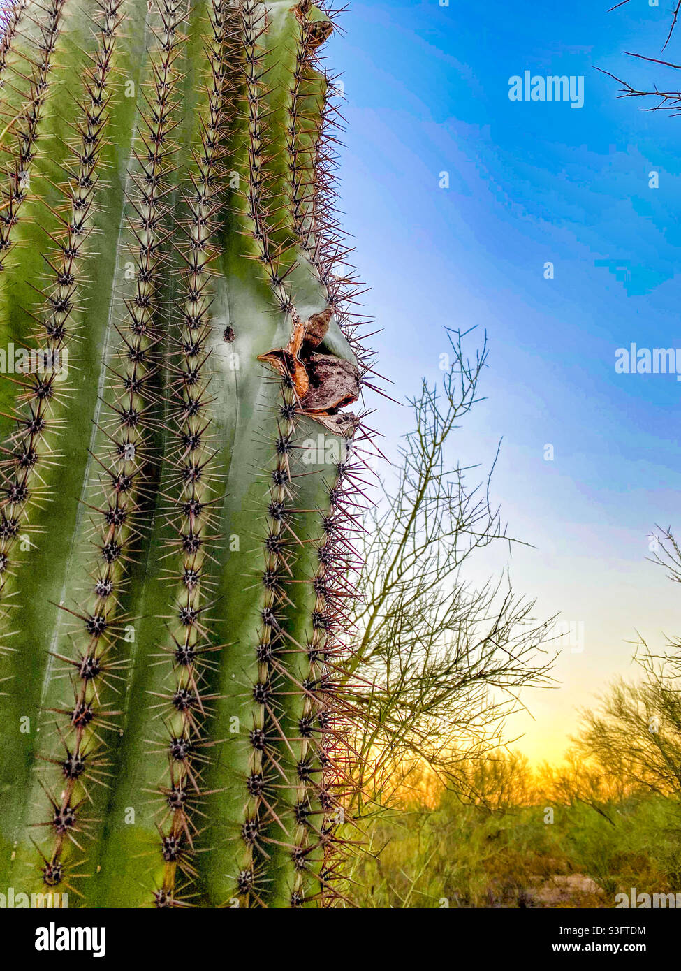 Cactus hole hi-res stock photography and images - Alamy