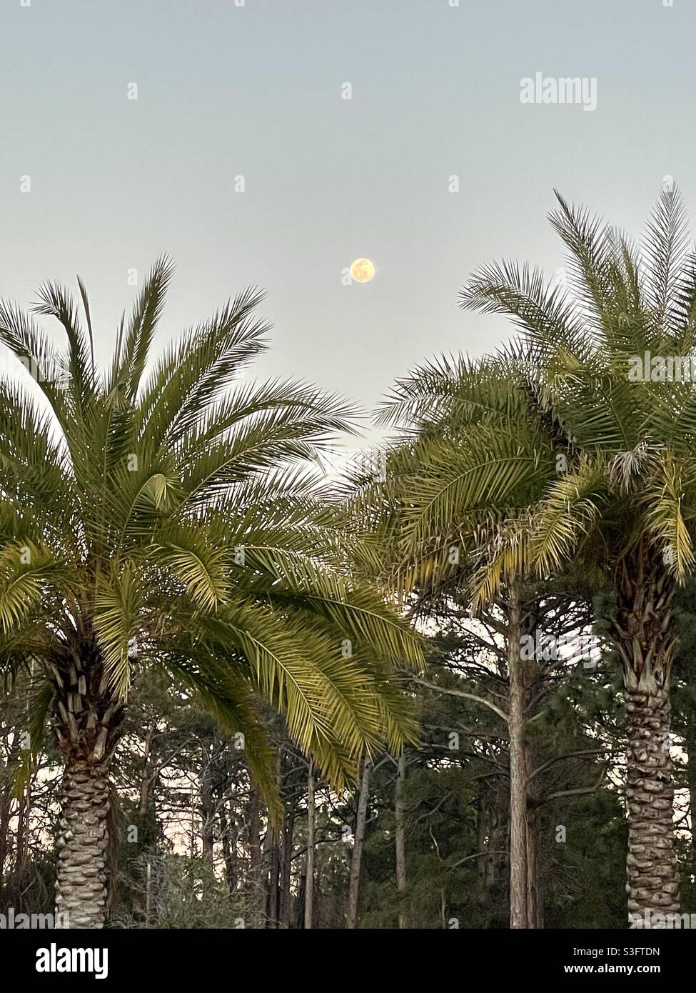 Full moon and palm trees Stock Photo - Alamy