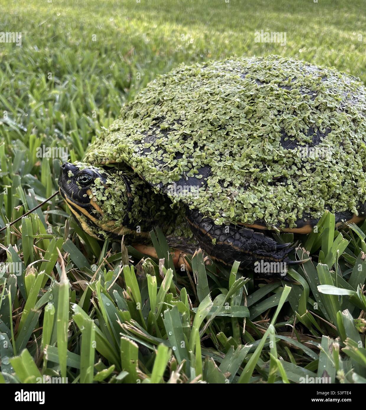 Turtle covered in algae hi-res stock photography and images - Alamy